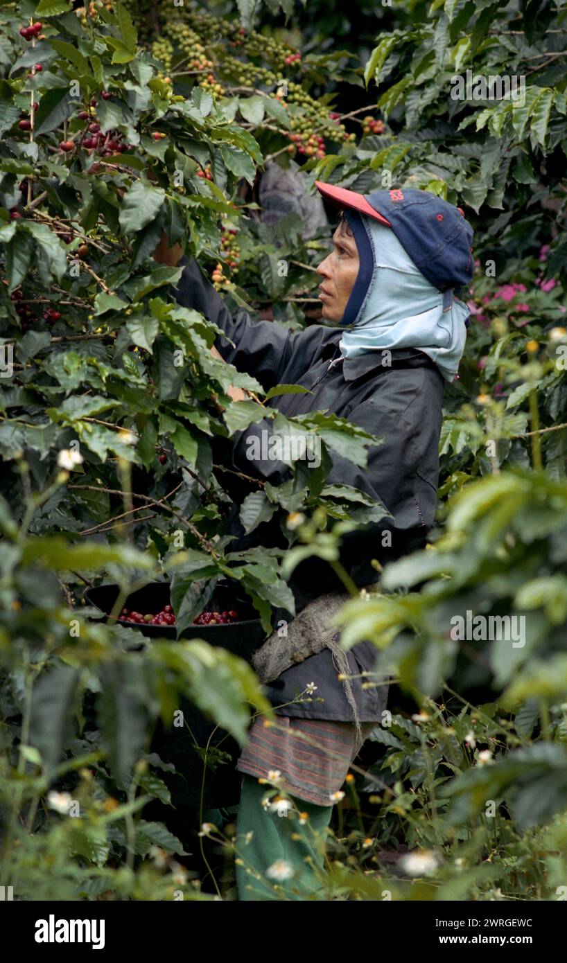 Colour shot Coffee Plantation, The Andes mountains, Medellin, Colombia ...
