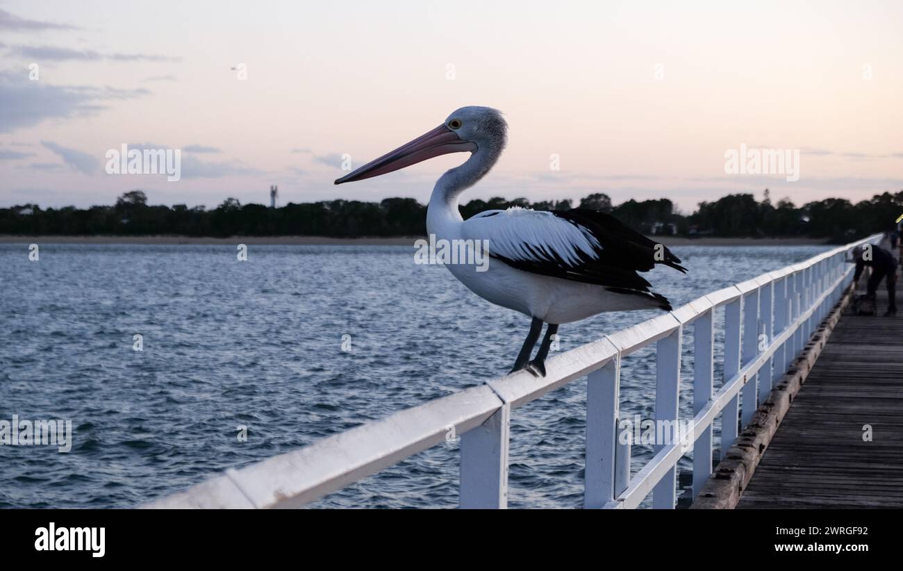 Pelican perched and waiting Stock Photo - Alamy