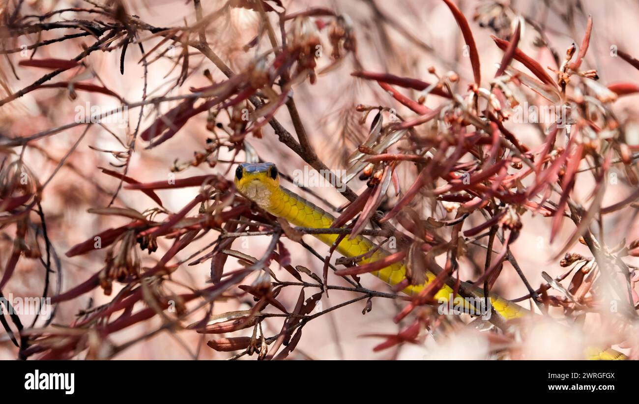 Black treesnake hi-res stock photography and images - Alamy