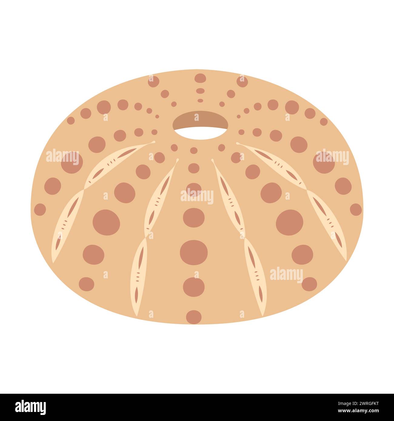 Hand drawn Sea urchin shell. Cartoon style flat illustration shell ...