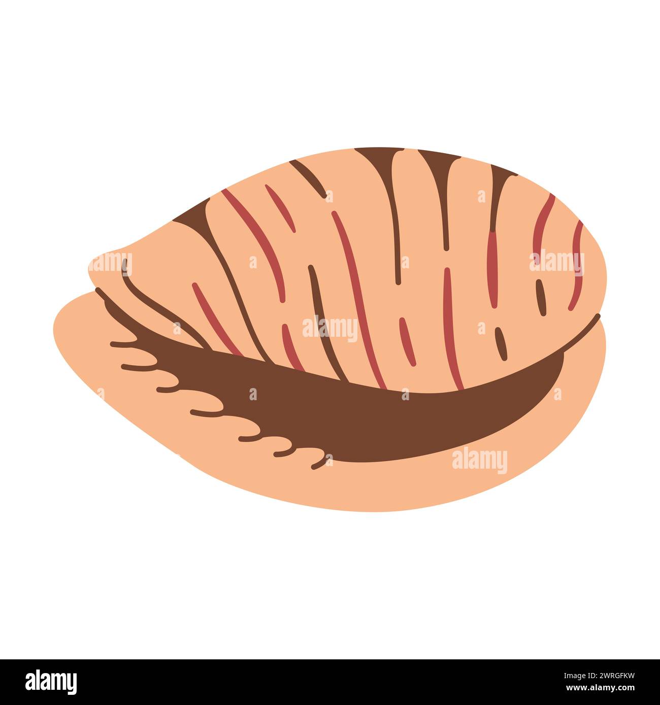 Hand drawn Tiger Cowrie Seashell. Cartoon style flat illustration ...