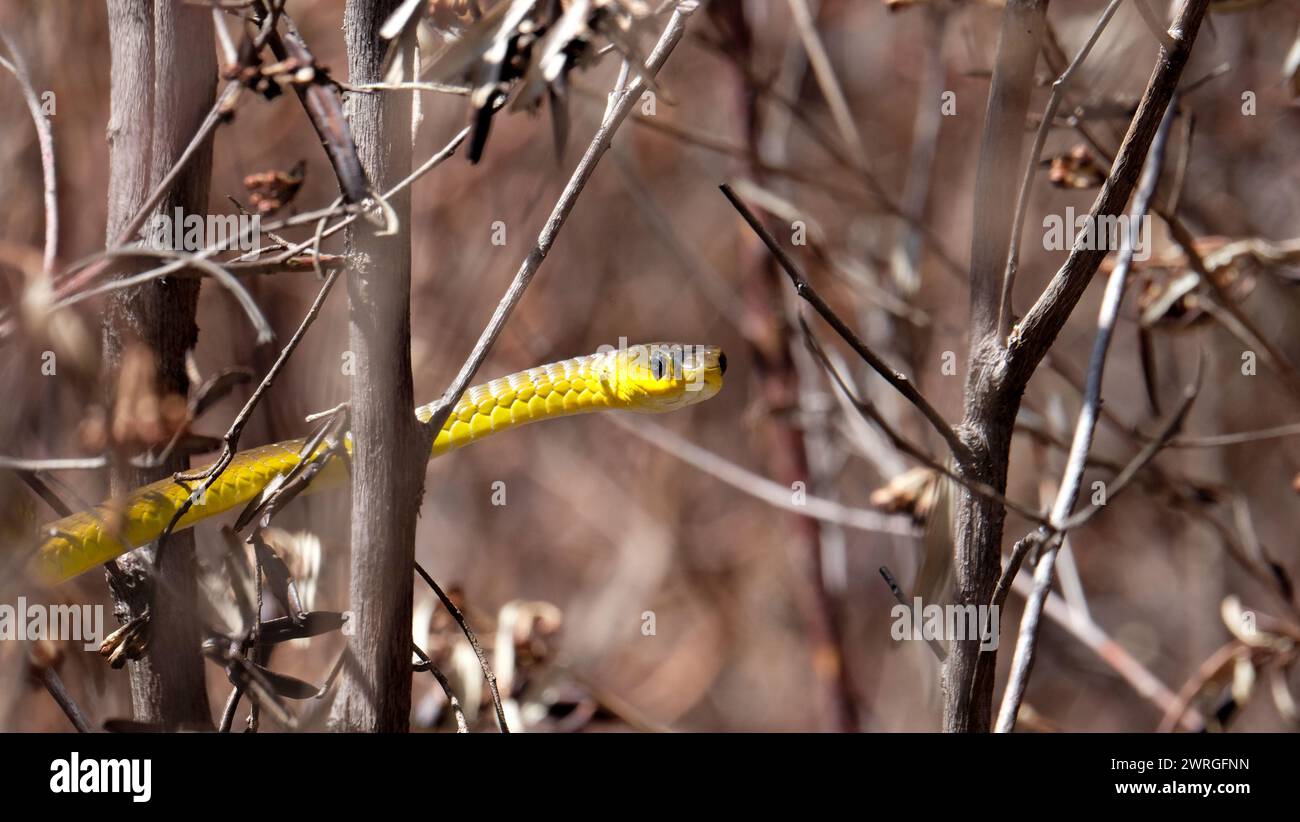 Australian tree snake Stock Photo - Alamy