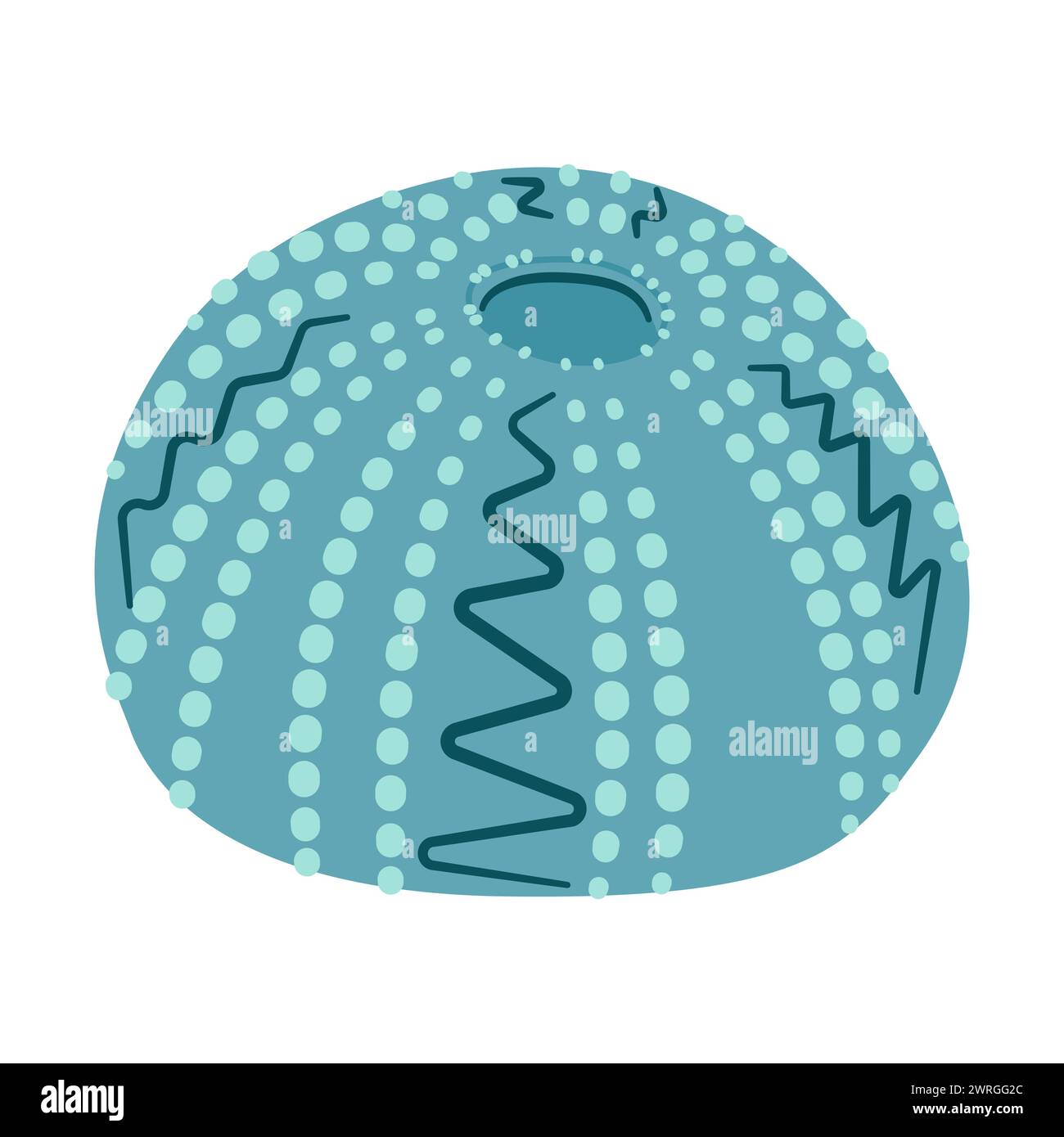 Hand drawn Sea urchin shell. Cartoon style flat illustration shell ...