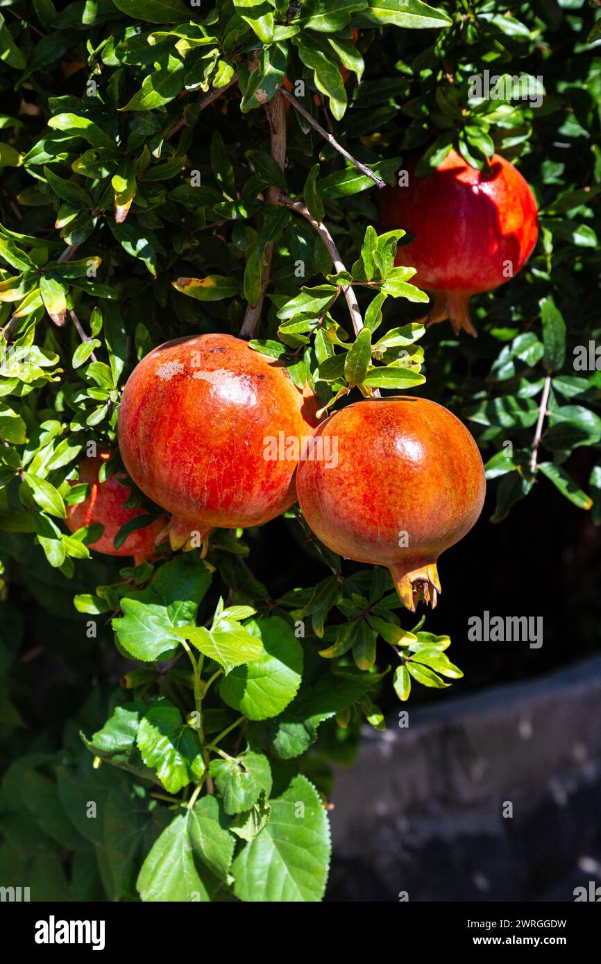 Pomegranate orchard hi-res stock photography and images - Alamy