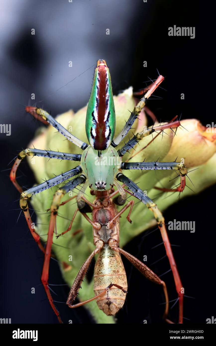 Insect prey hi-res stock photography and images - Alamy