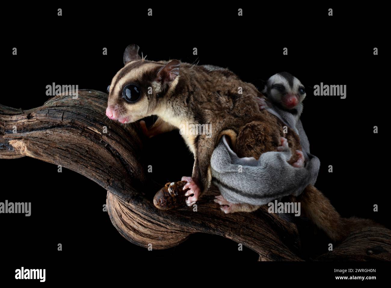 Close-up of a sugar glider (Petaurus breviceps) on a branch with a joey ...