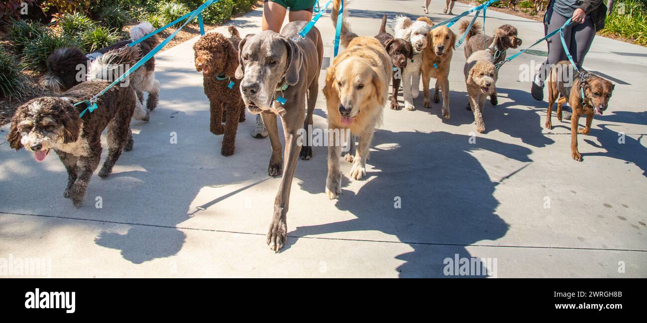 Labrador retriever bernedoodle hi-res stock photography and images - Alamy