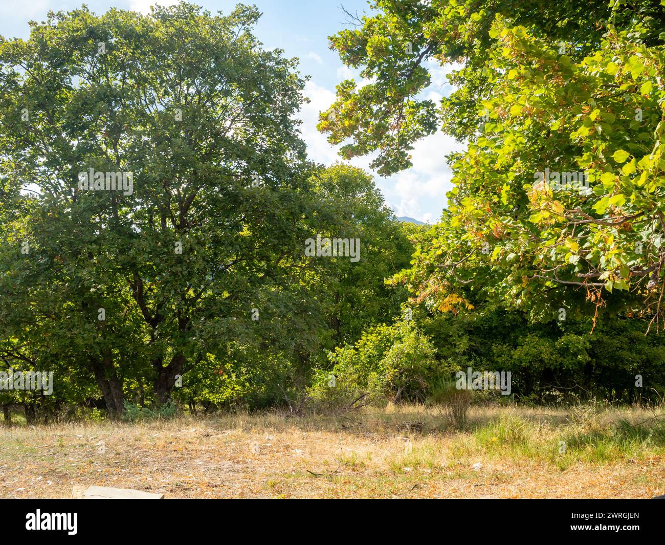oak and chestnut trees on hills in the Southern Alps in France Stock ...