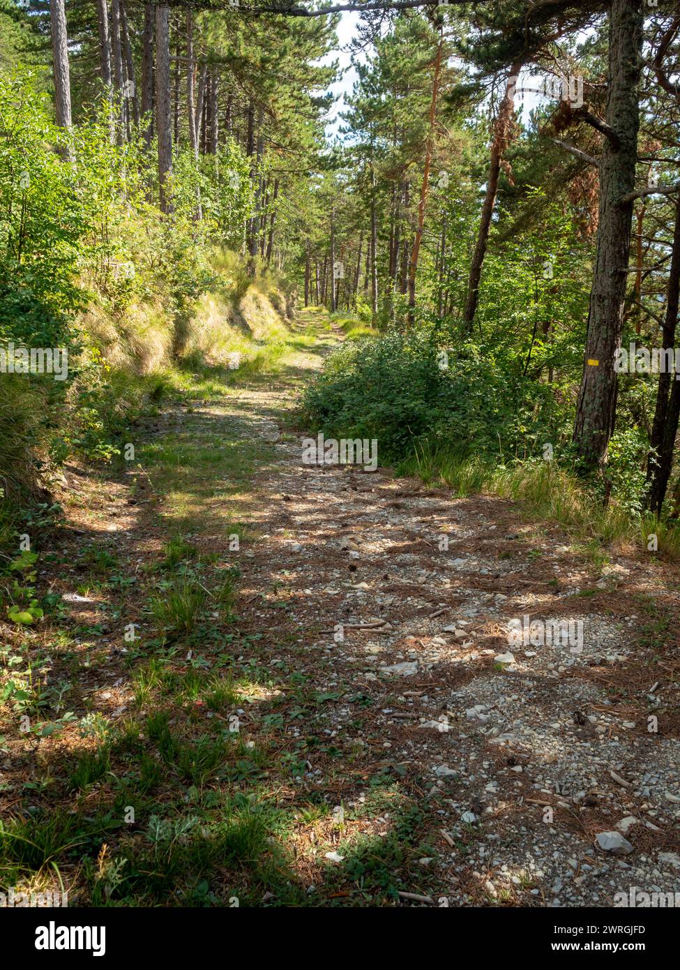 forest road in the green hills of the French Riviera back country in ...