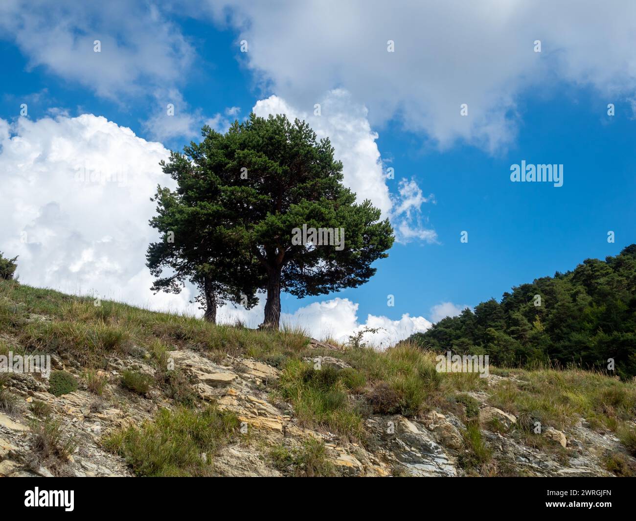 pine tree in the mountains in the Alps Stock Photo - Alamy