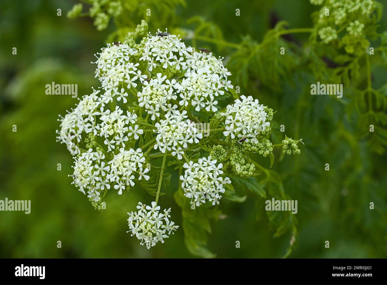 Close up of poison hemlock flower with blurred background Stock Photo - Alamy