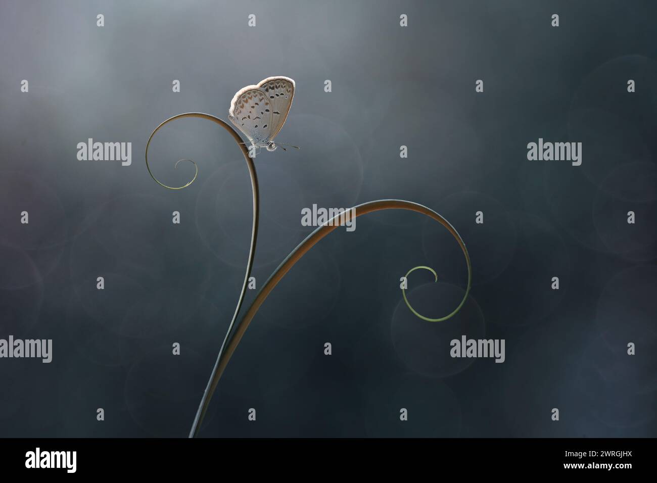 Close-up of a butterfly on a spiral tendril, Indonesia Stock Photo - Alamy