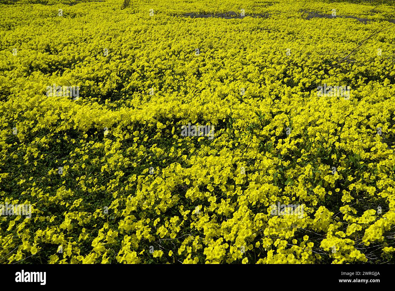 Wild mustard flowers blooming in Four Mile Beach, Santa Cruz ...