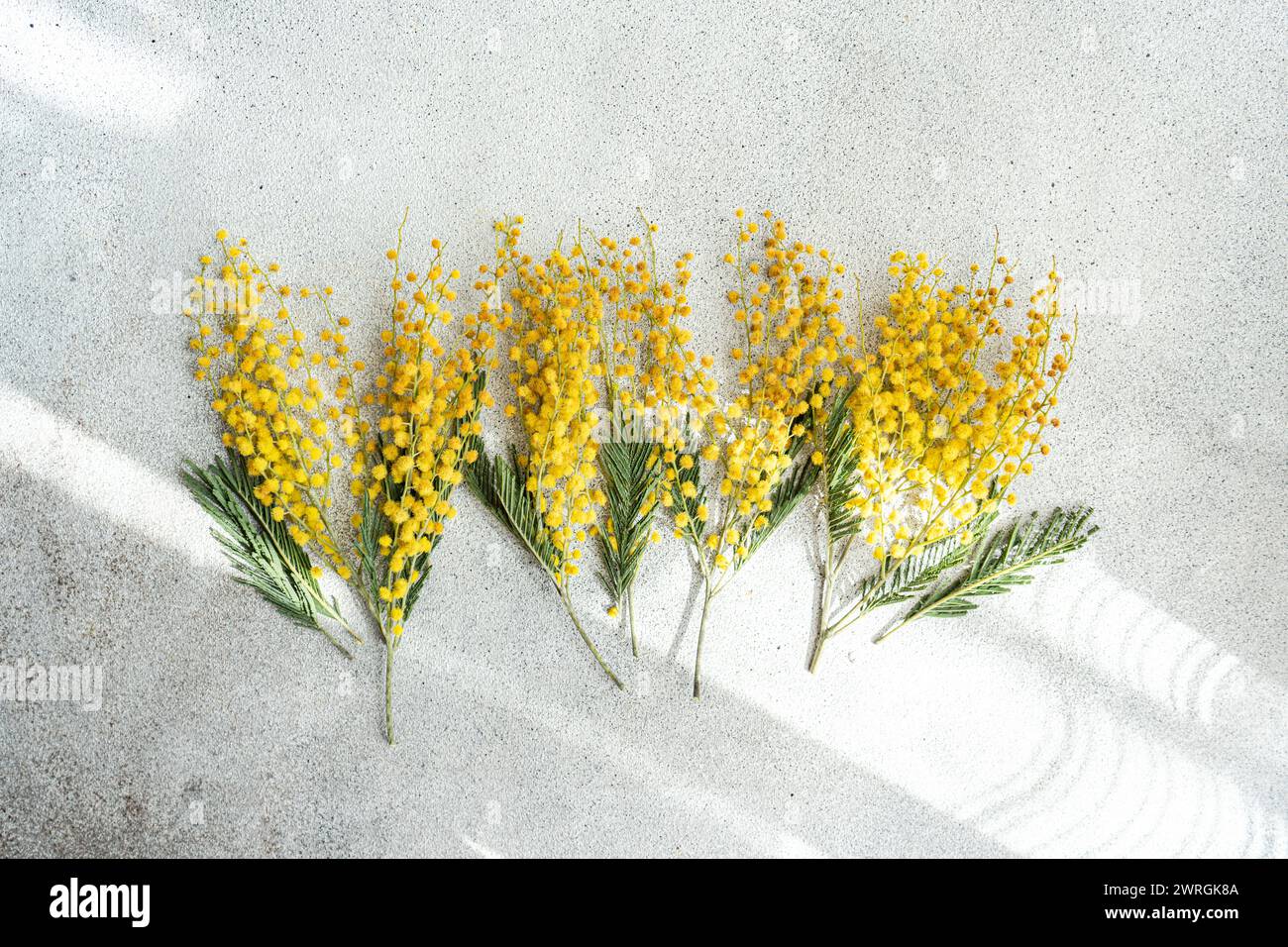 Overhead view of stems of yellow mimosa flowers lying side by side on a ...
