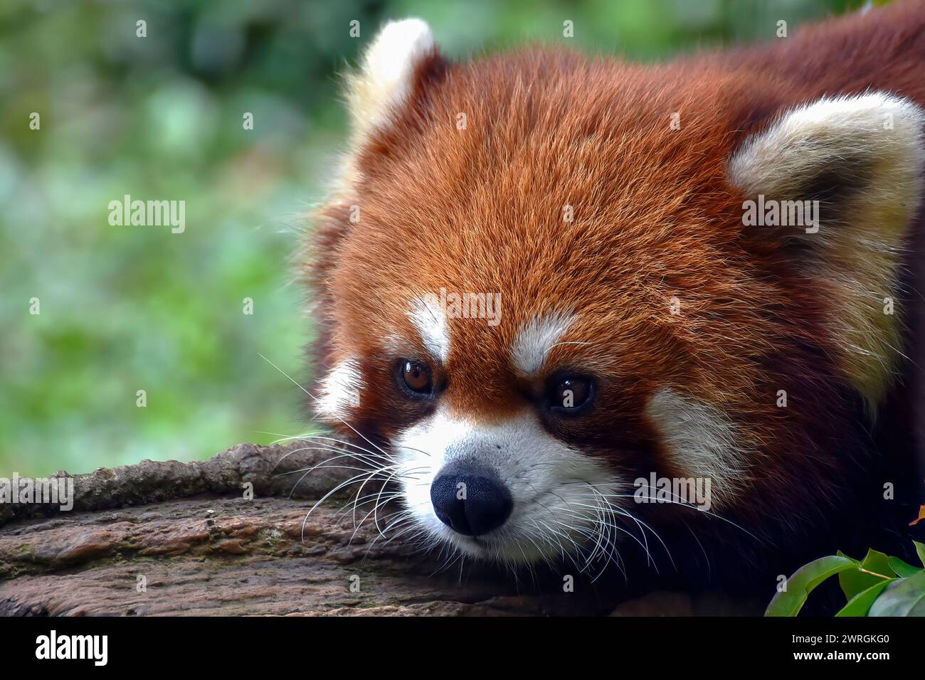 Panda head hi-res stock photography and images - Alamy