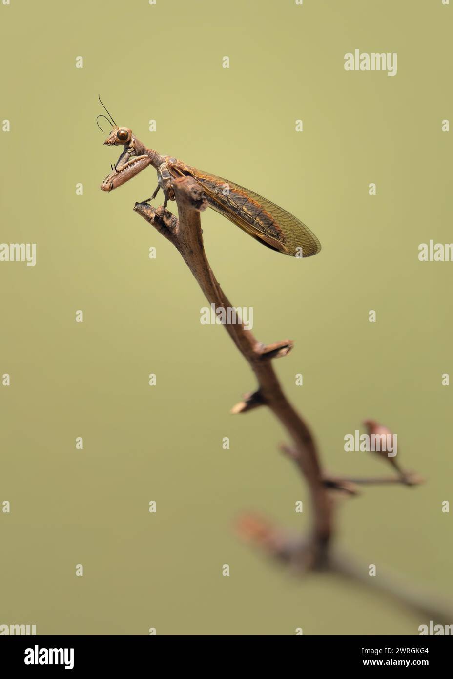 Mantidflies hi-res stock photography and images - Alamy