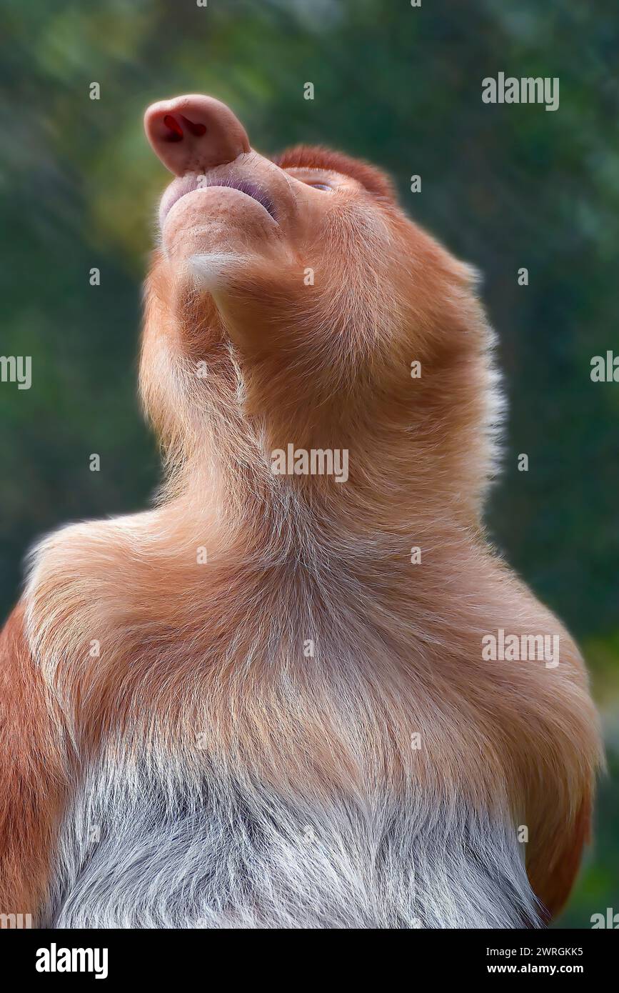 Close-up portrait of a proboscis monkey looking up, Kalimantan, Borneo ...