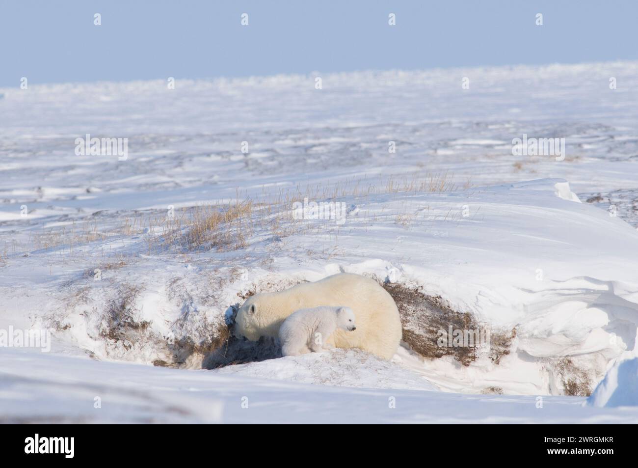 polar bears Ursus maritimus sow with spring cub feeds on "sugar snow ...