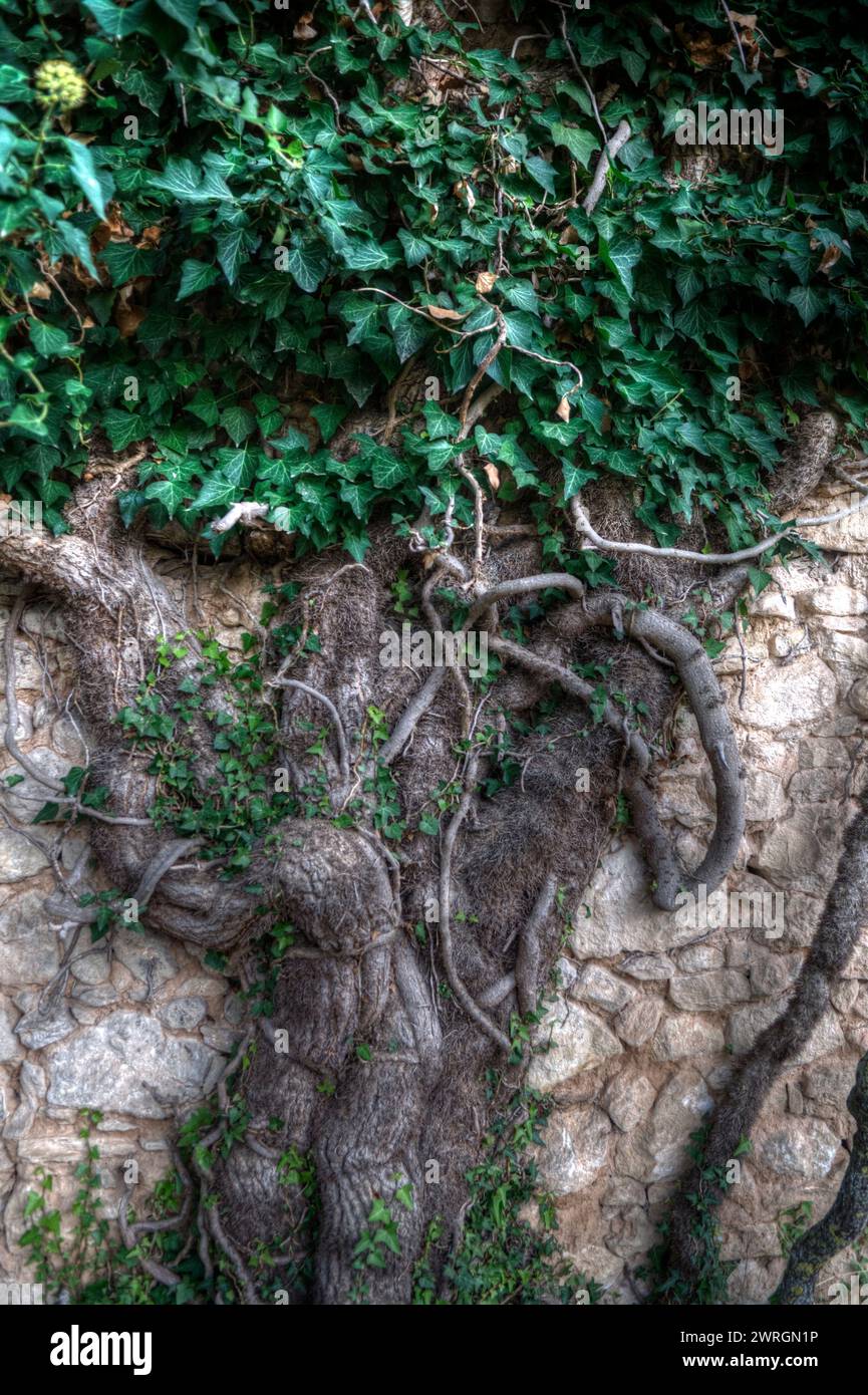 Half-ruined old houses overgrown with greenery left to nature in the ...