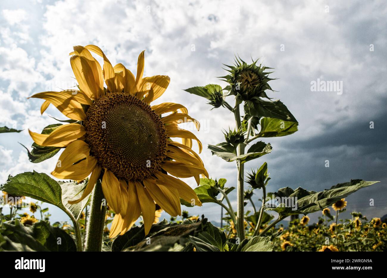 Beautiful sunflower flowers in the midday sun Stock Photo - Alamy