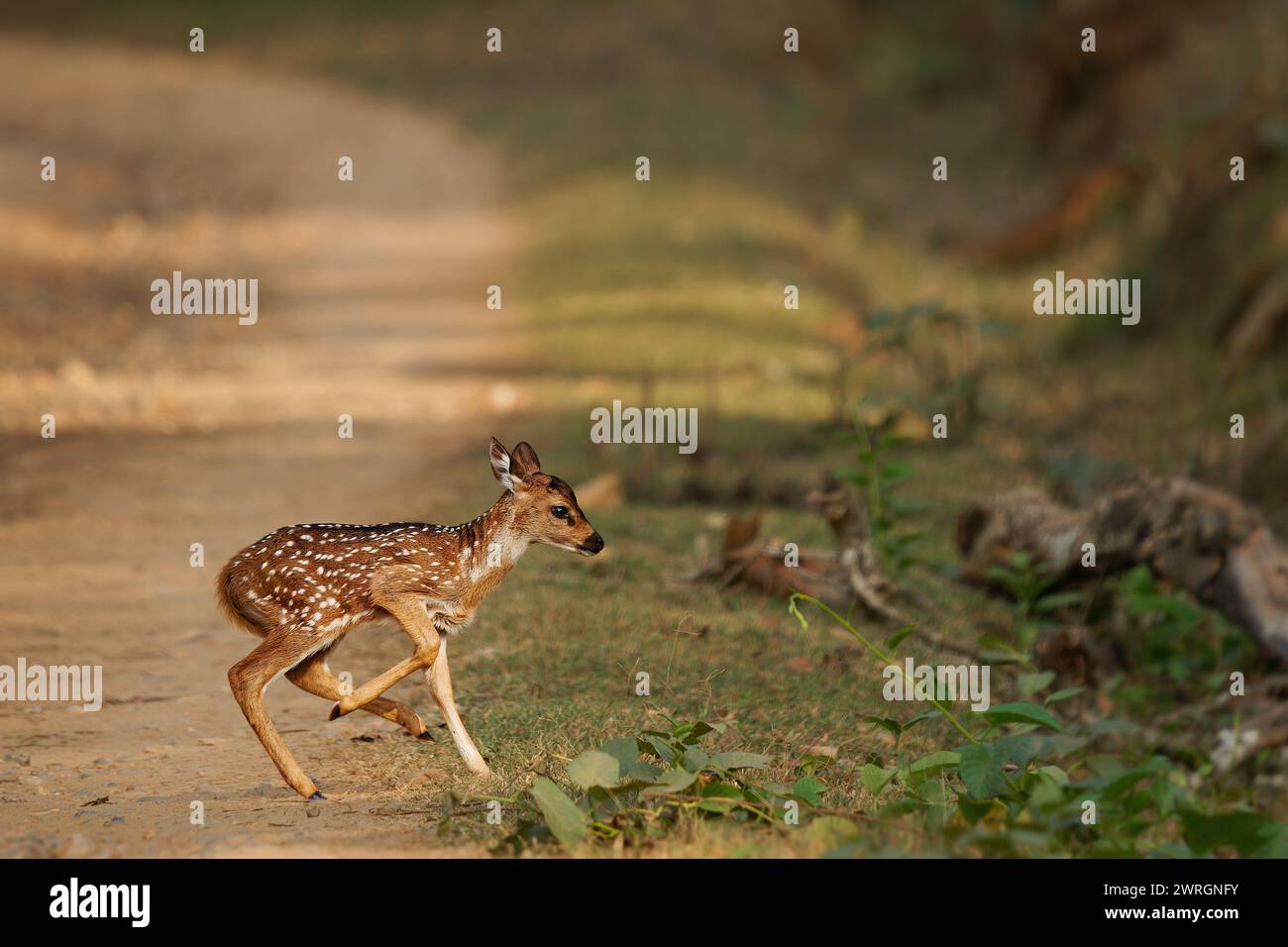 Chital or cheetal - Axis axis also Spotted deer, native to the Indian ...