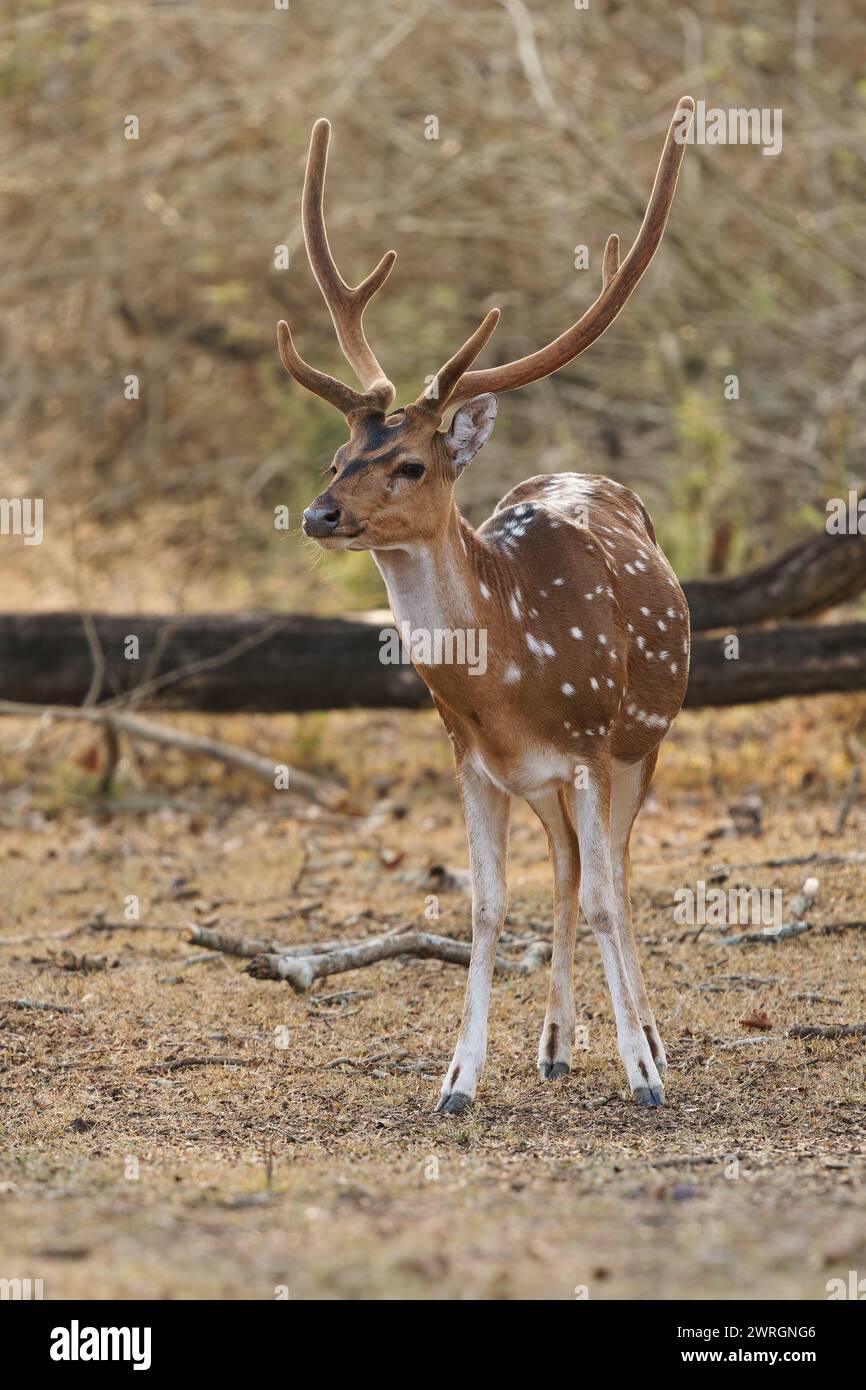 Spotted deer cub hi-res stock photography and images - Alamy