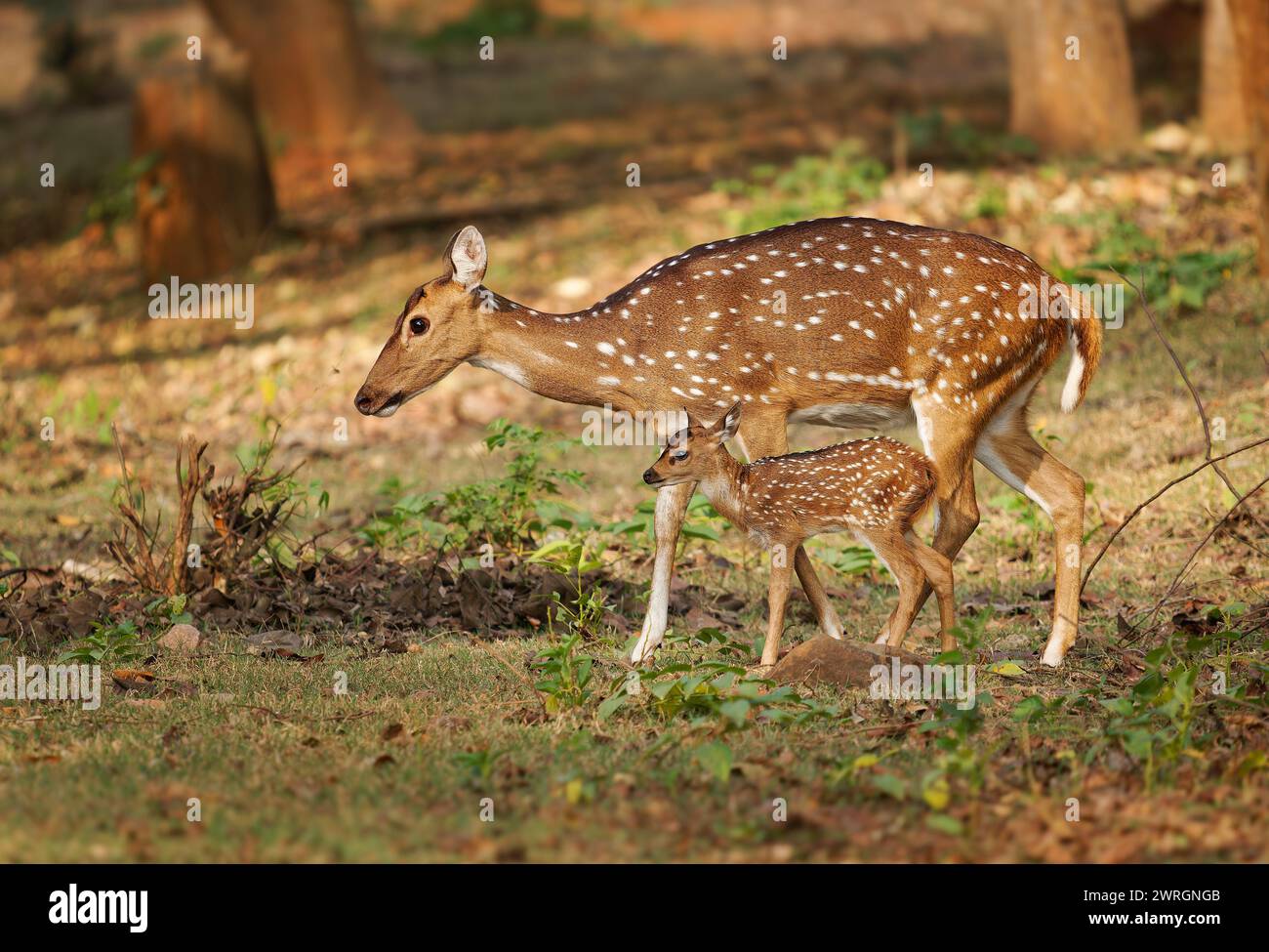 Chital or cheetal - Axis axis also Spotted deer, native to the Indian ...