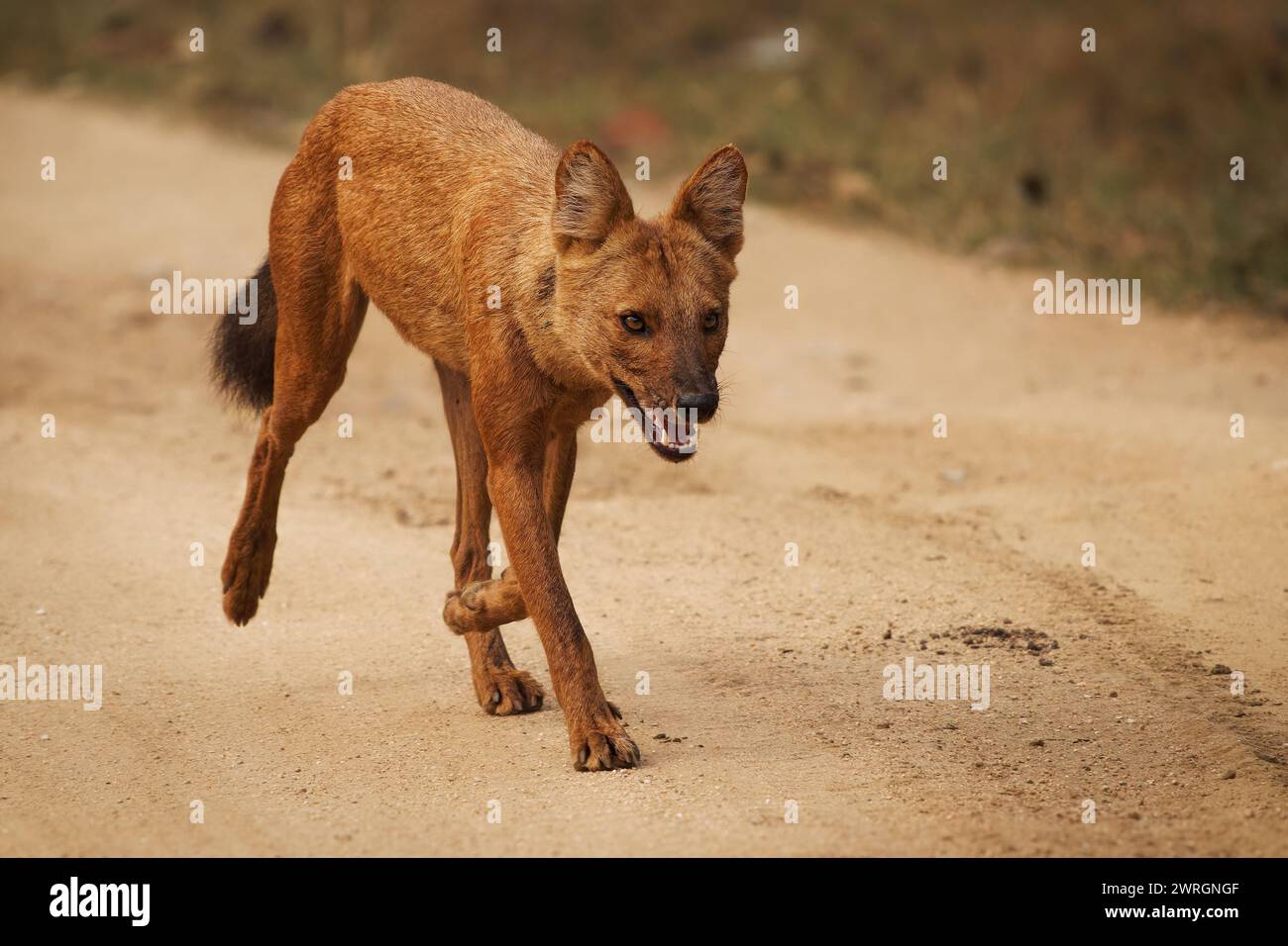 Dhole pack hi-res stock photography and images - Alamy