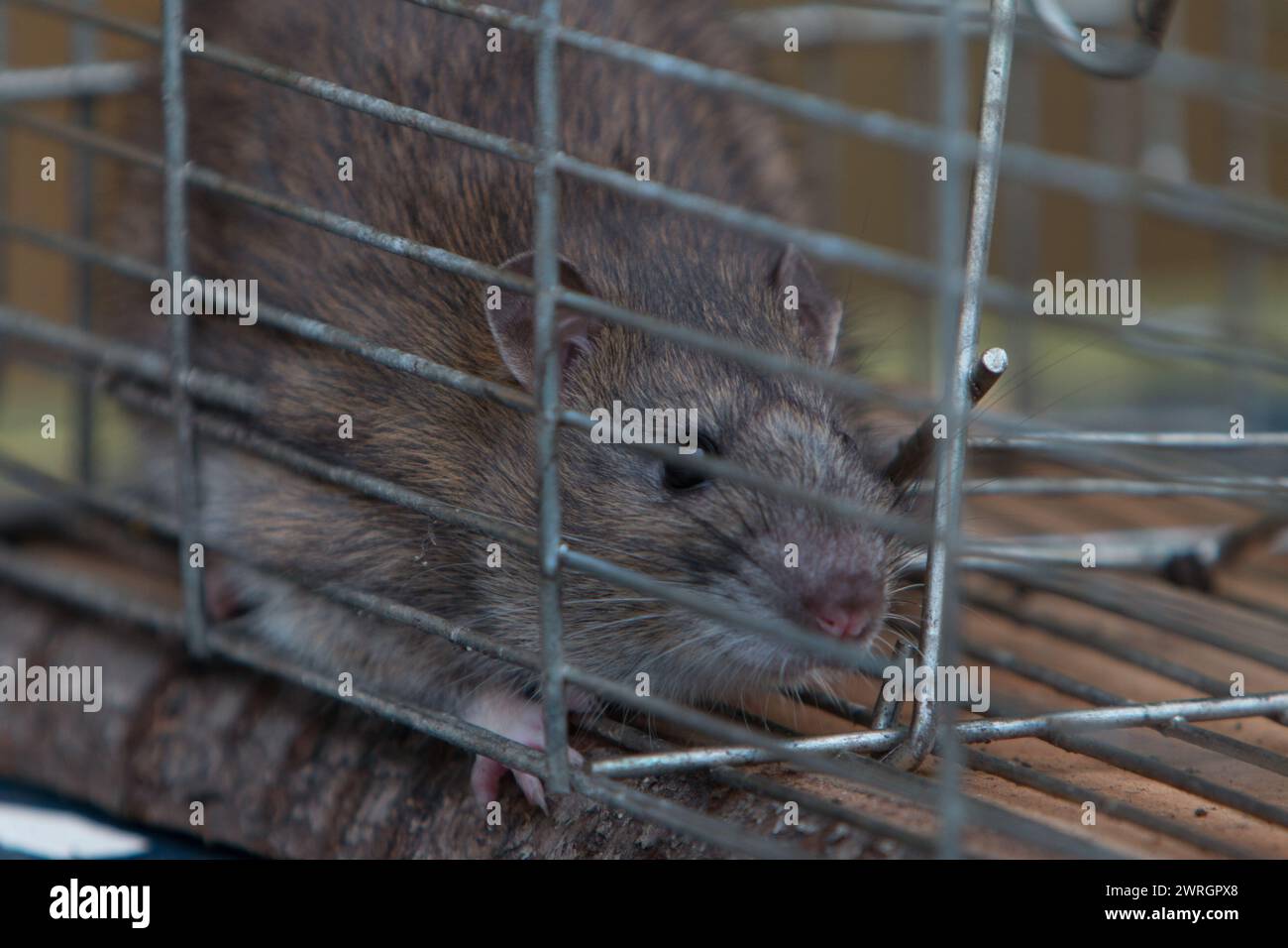 Brown Rat, Rattus norvegicus, in wire live trap. UK Stock Photo - Alamy