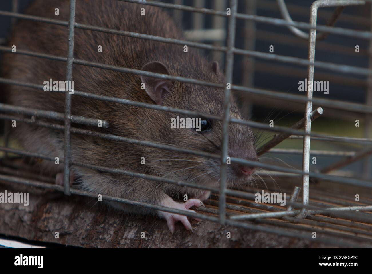 Brown Rat, Rattus norvegicus, in wire live trap. UK Stock Photo - Alamy