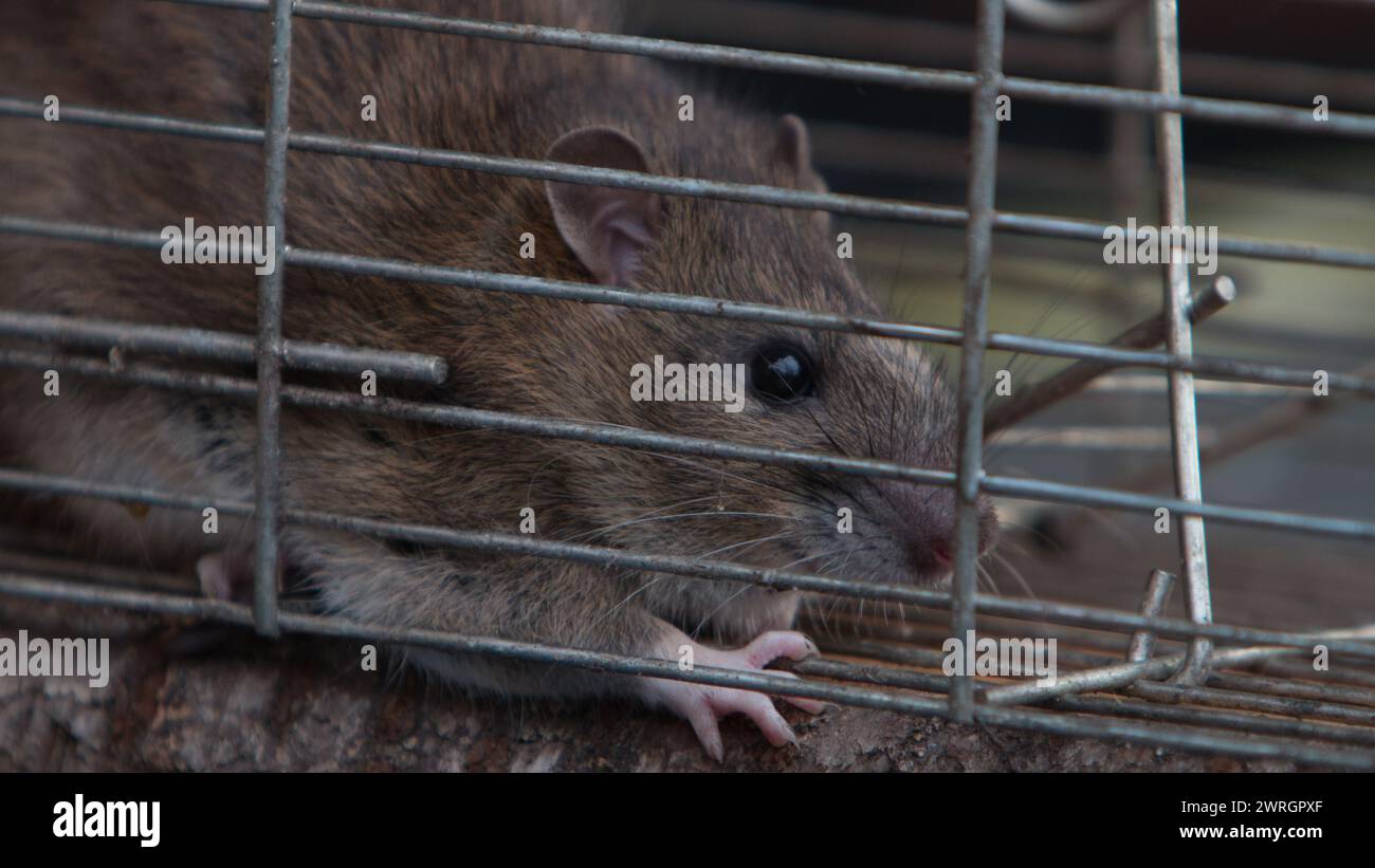 Brown Rat, Rattus norvegicus, in wire live trap. UK Stock Photo - Alamy