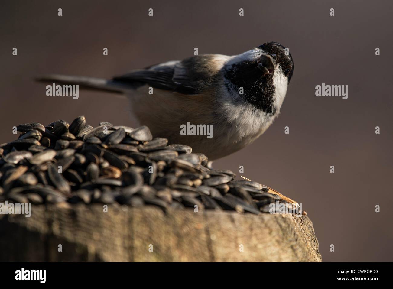 Chickadee with sunflower seed hi-res stock photography and images - Alamy