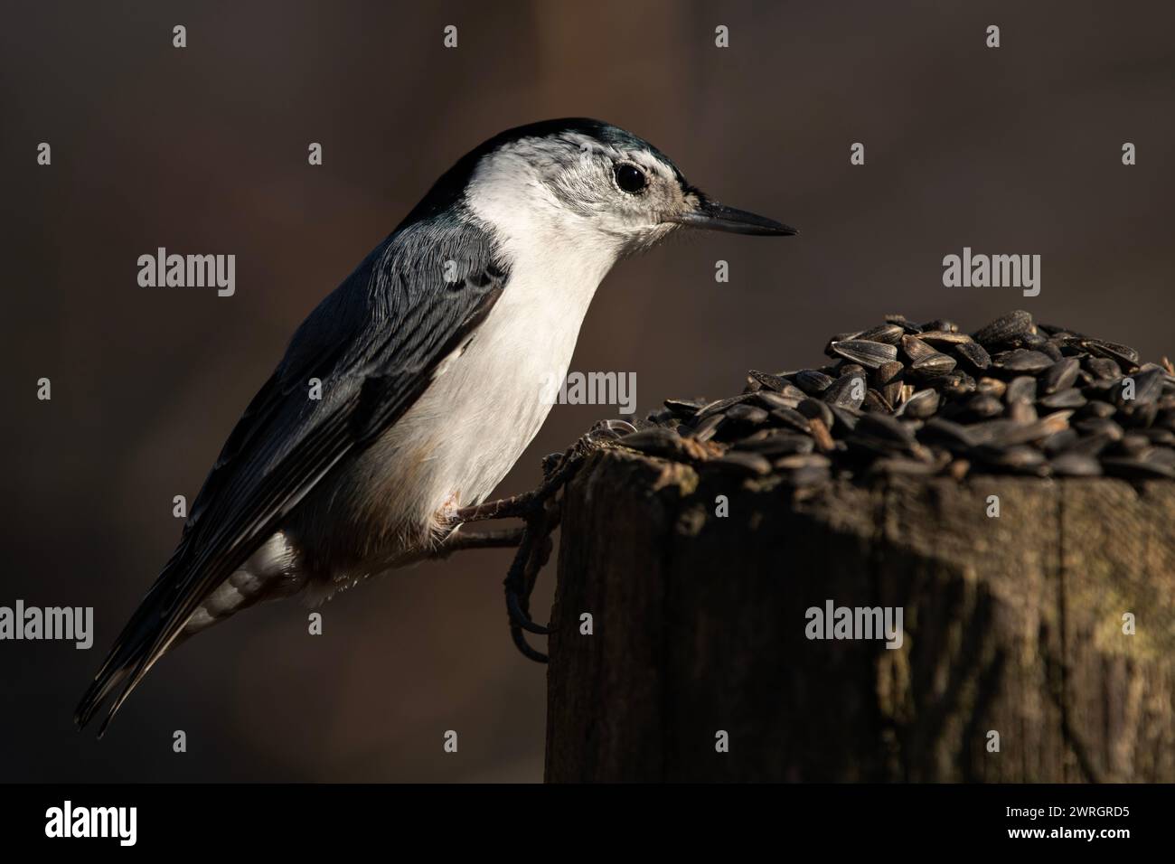 A white-breasted nuthatch feeding on black sunflower seed, Sitta ...