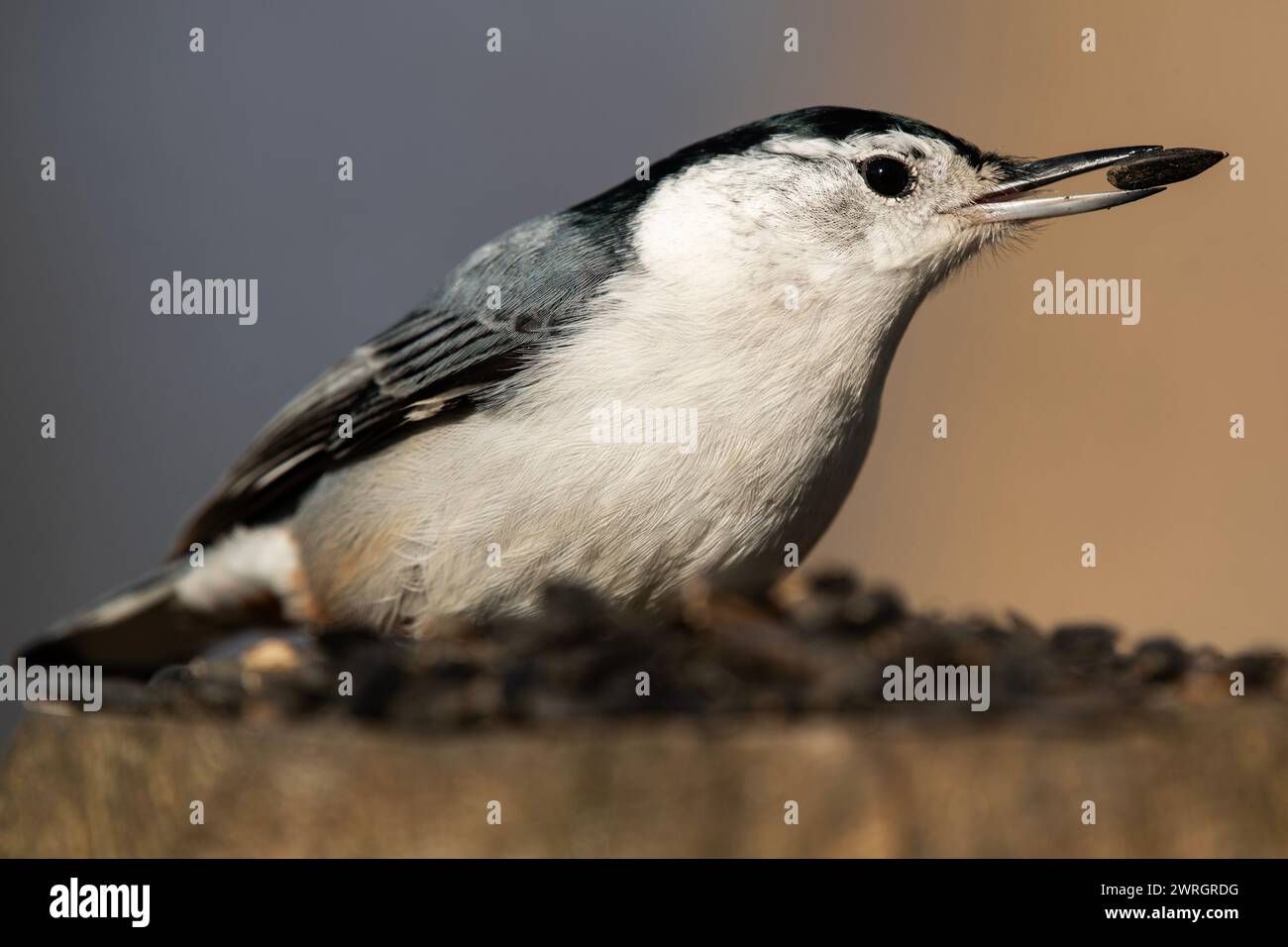 A white-breasted nuthatch feeding on black sunflower seed, Sitta ...