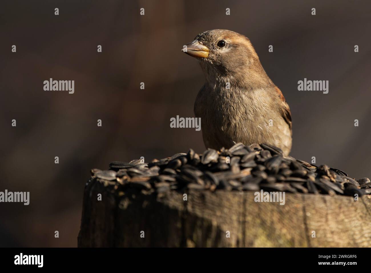 A female house sparrow feeding on black sunflower seed. Passer ...