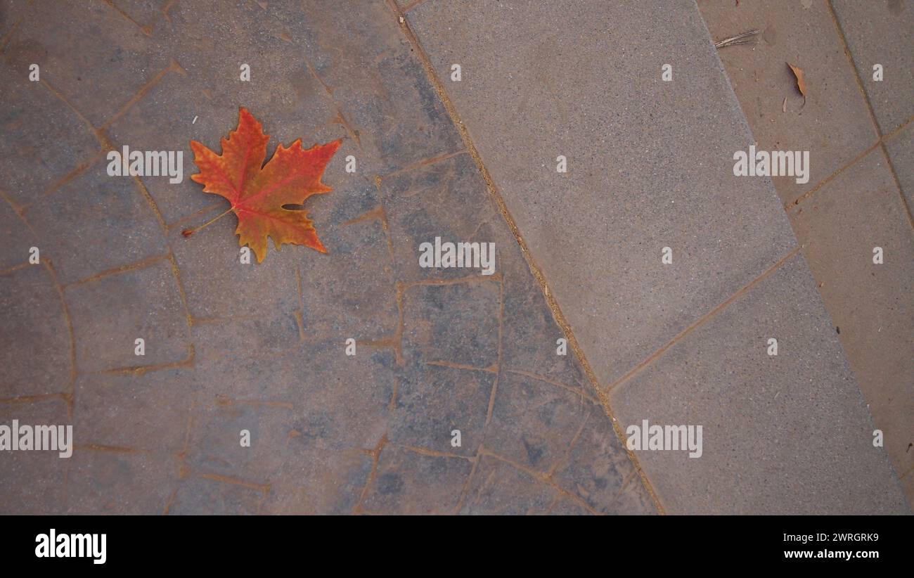 Maple leaf fall hi-res stock photography and images - Alamy