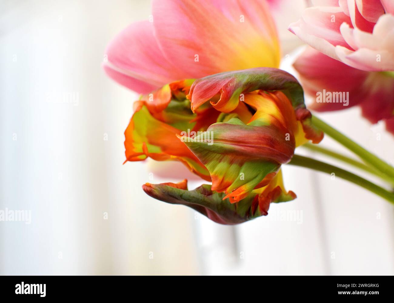 Parrot tulip flower of the Rococo variety is orange with green stripes ...