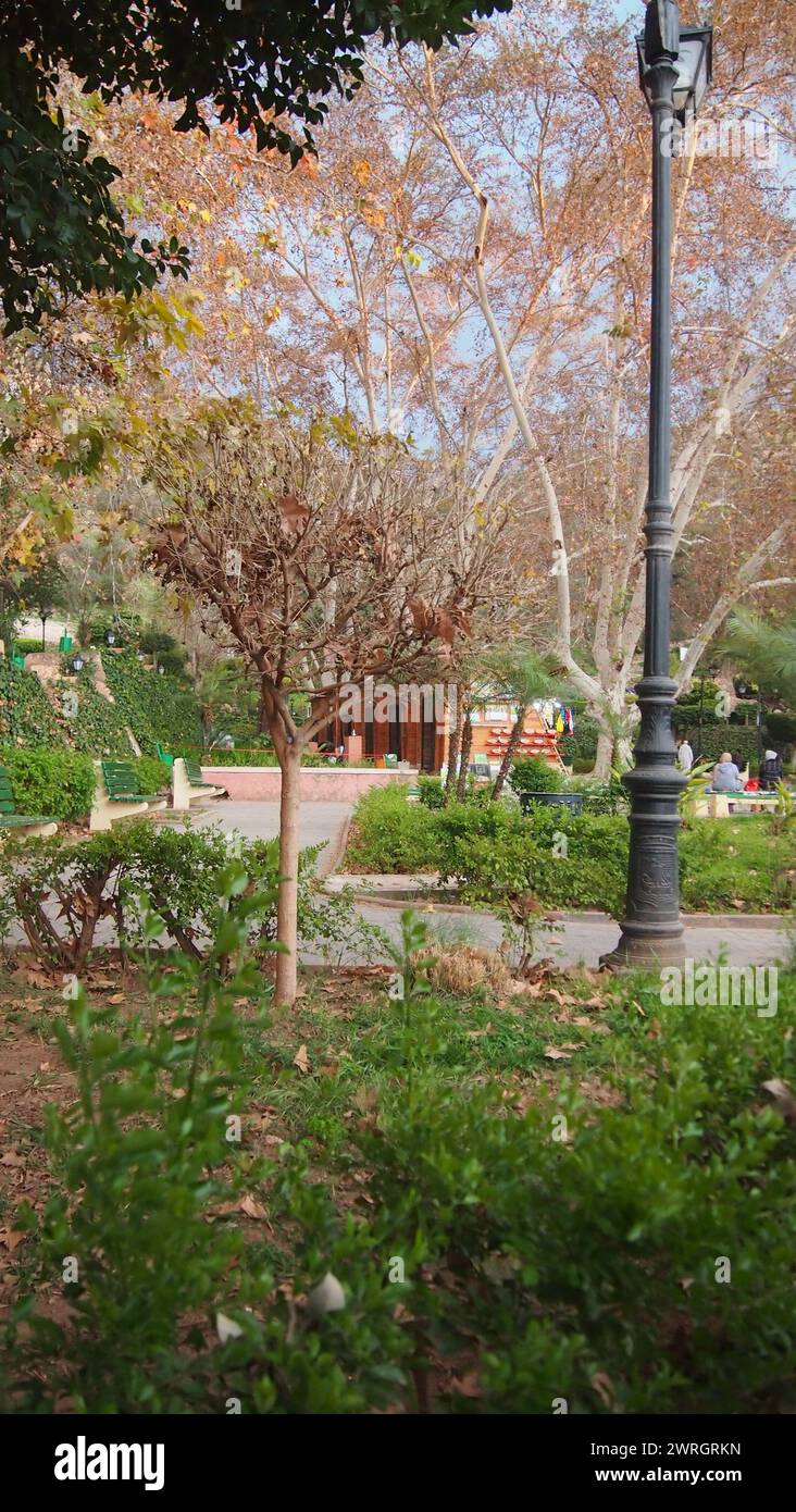 Tree limbs hi-res stock photography and images - Alamy