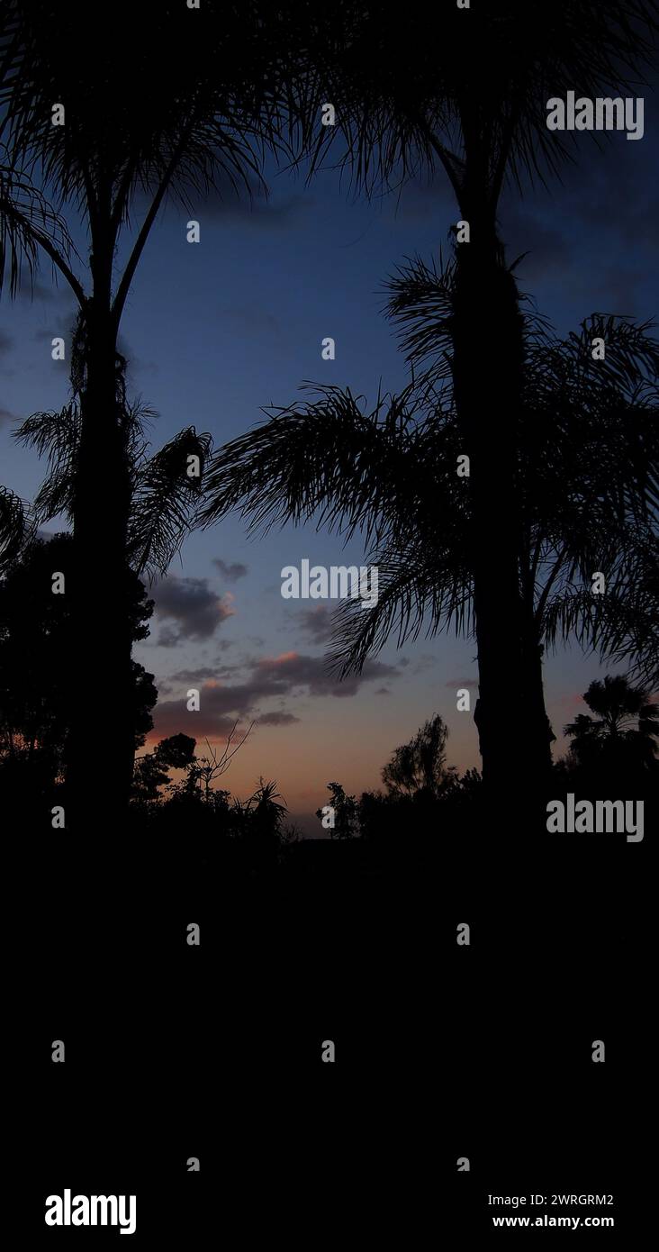 Palm tree in the dark sky, sunset Stock Photo - Alamy