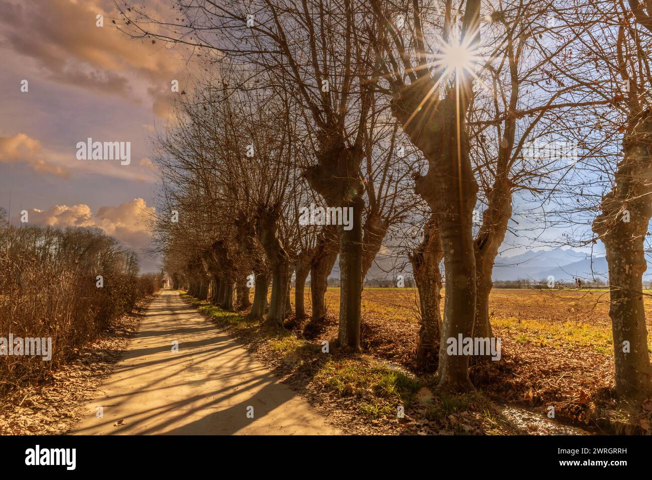 Pictorial autumn winter landscape with country road near row of large ...