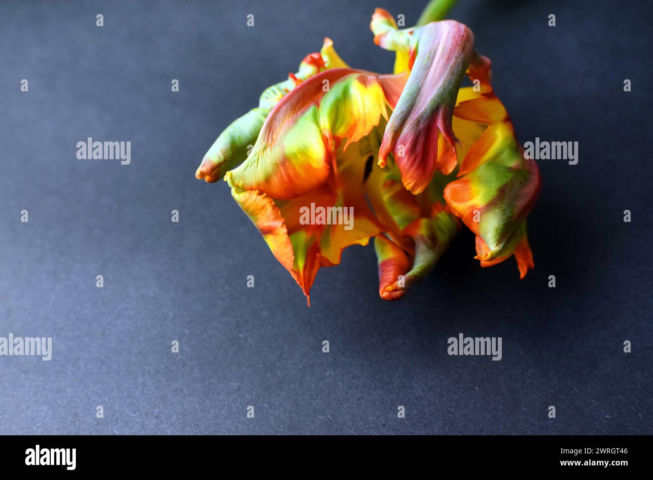 Parrot tulip flower of the Rococo variety is orange with green stripes ...