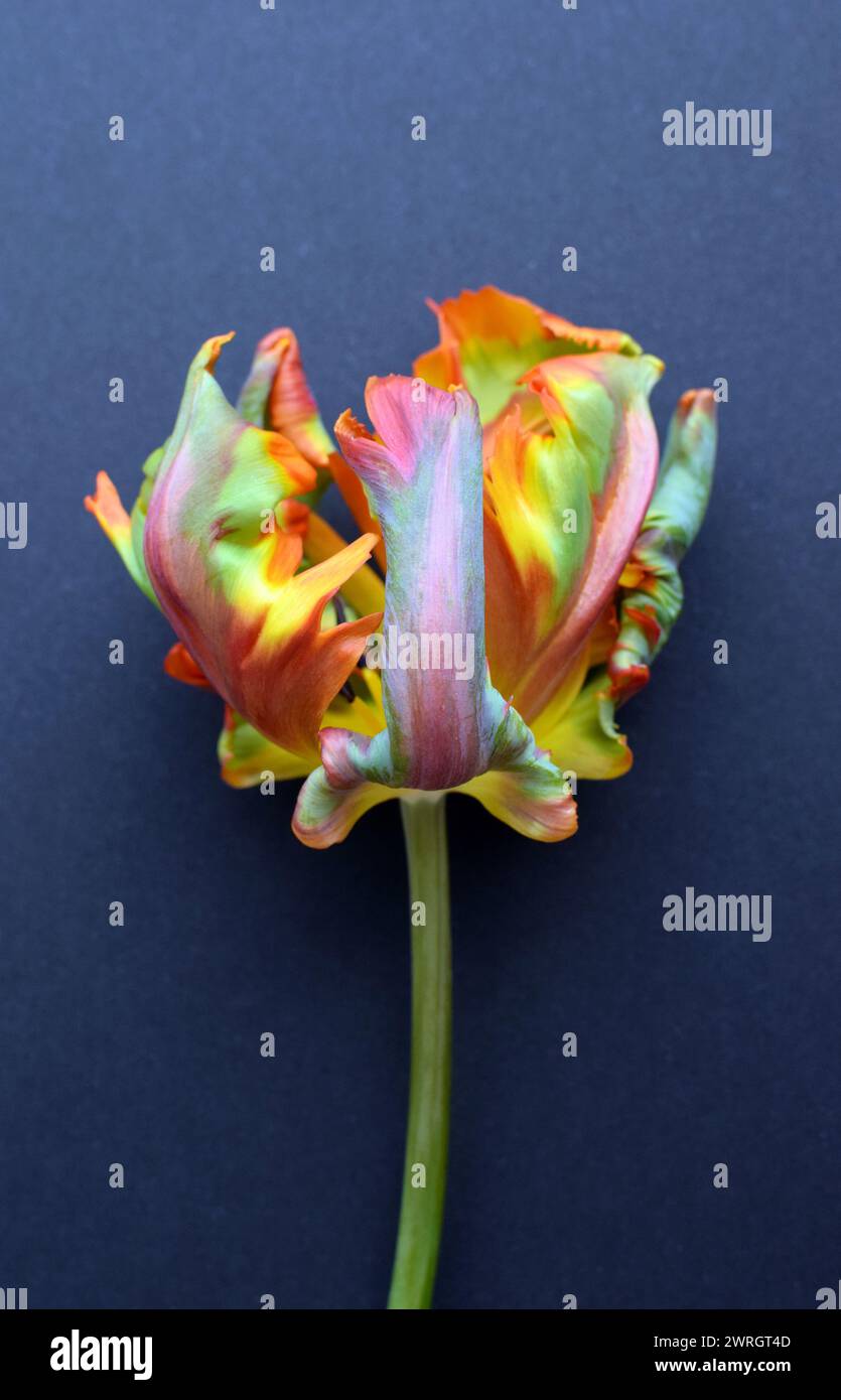 Parrot tulip flower of the Rococo variety is orange with green stripes ...