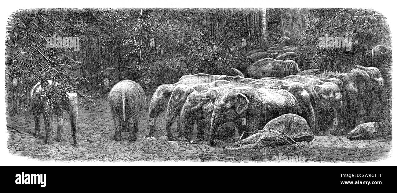 Mode of capturing wild elephants in Ceylon: herd of wild elephants ...