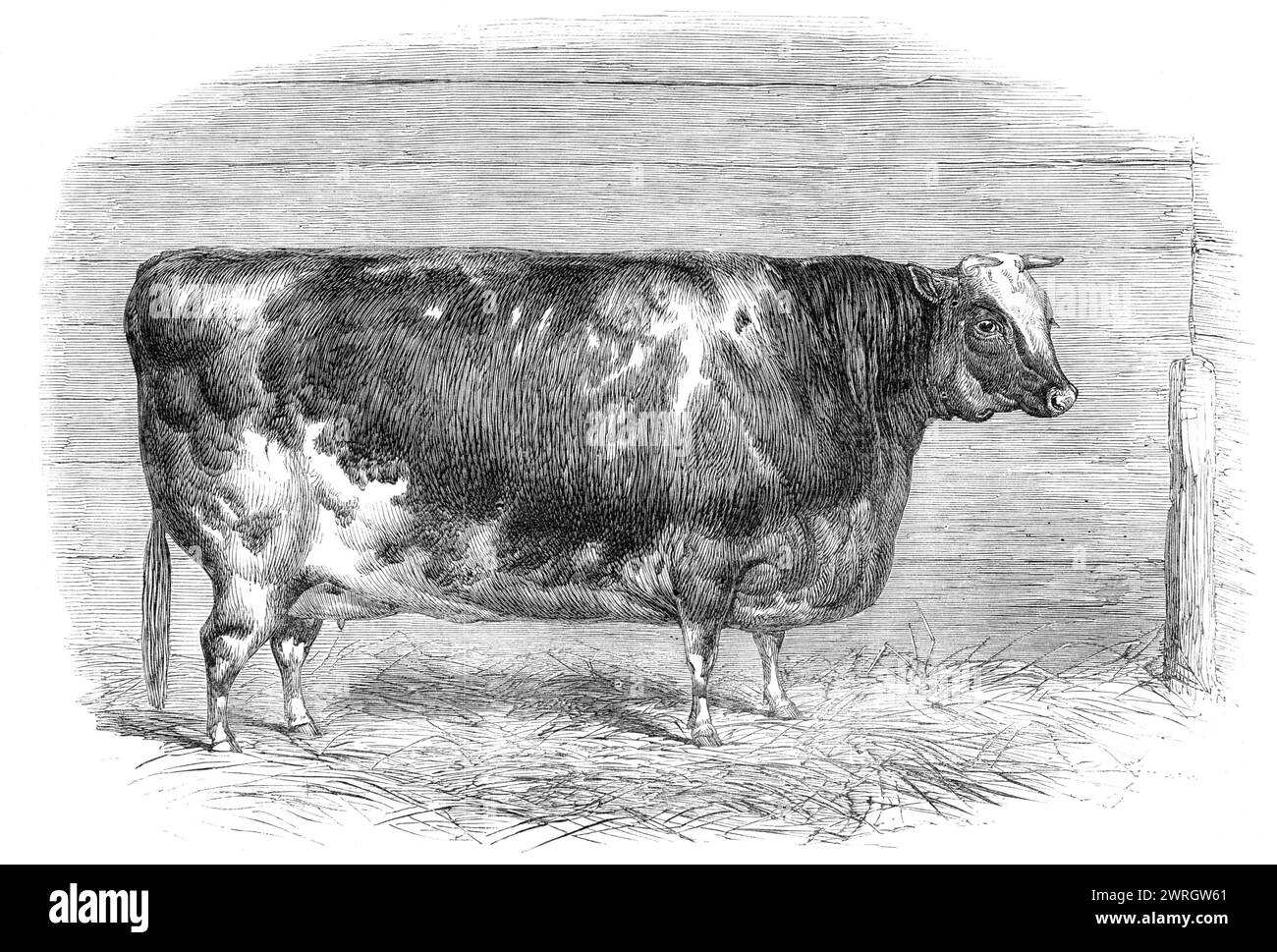 White bred shorthorn cow Black and White Stock Photos & Images - Alamy