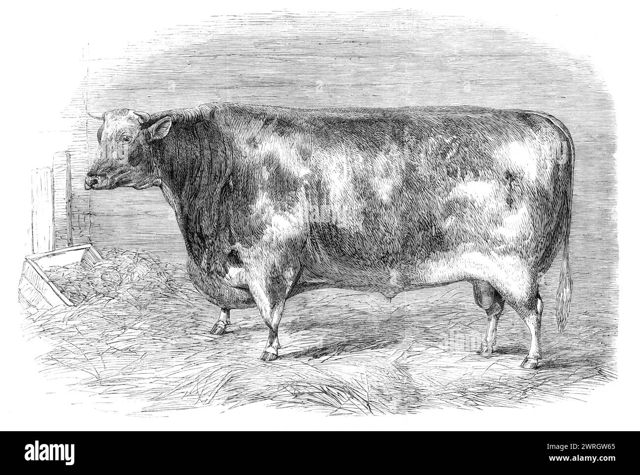 Gallant bull hi-res stock photography and images - Alamy