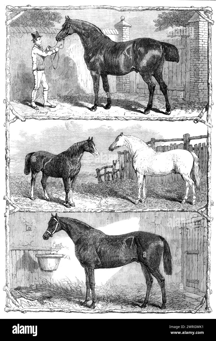 Prize horses at the Agricultural Hall, Islington, 1864. 'President ...