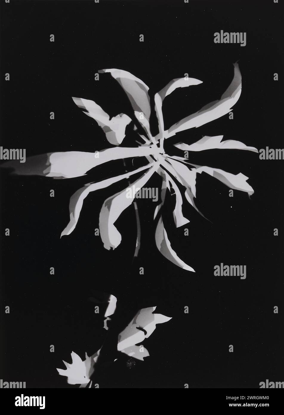 Flower photogram, 1926. Private Collection Stock Photo - Alamy