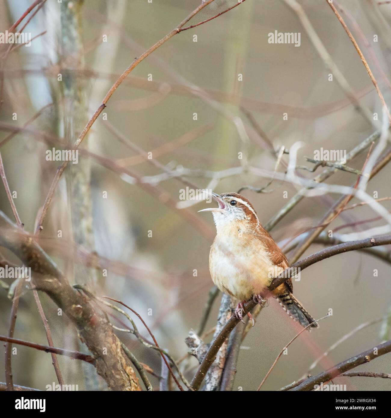 Carolina Wren (Thryothorus ludovicianus) in the Blackwater National ...