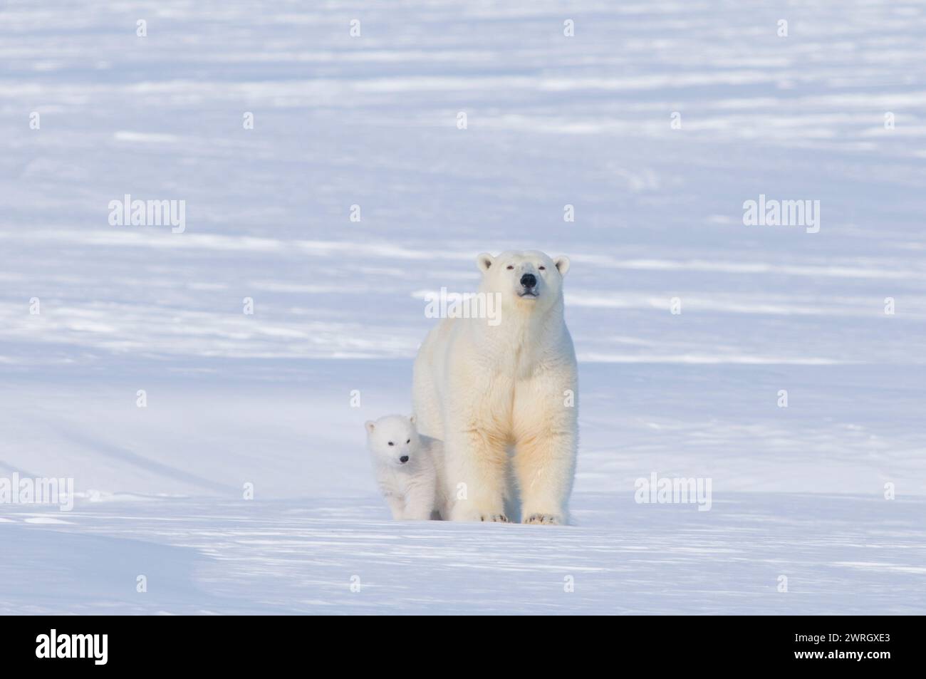 polar bears Ursus maritimus sow with spring cub newly emerged from den ...