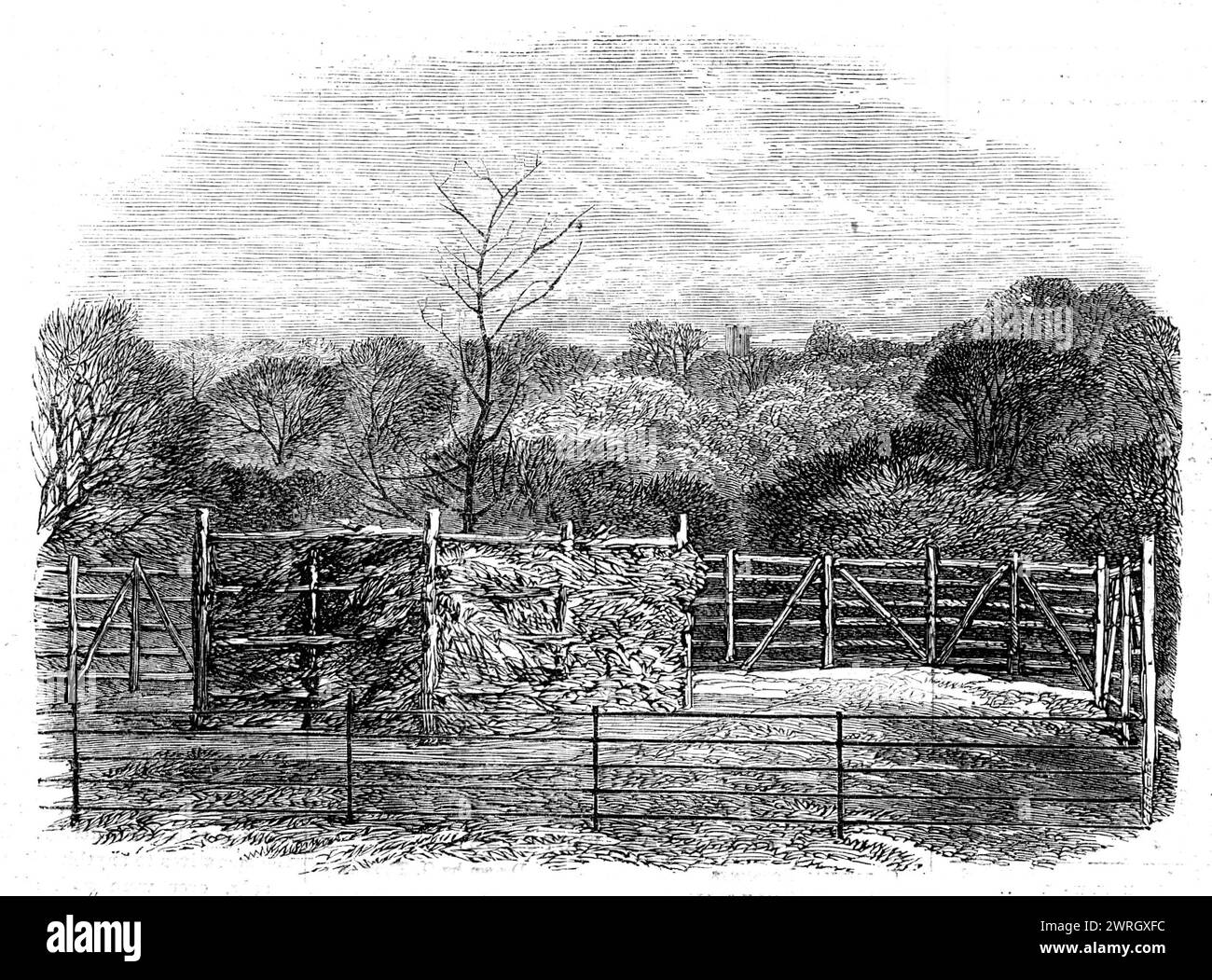 "The Prince Consort's Oak", planted by Her Majesty in the Flemish farm ...